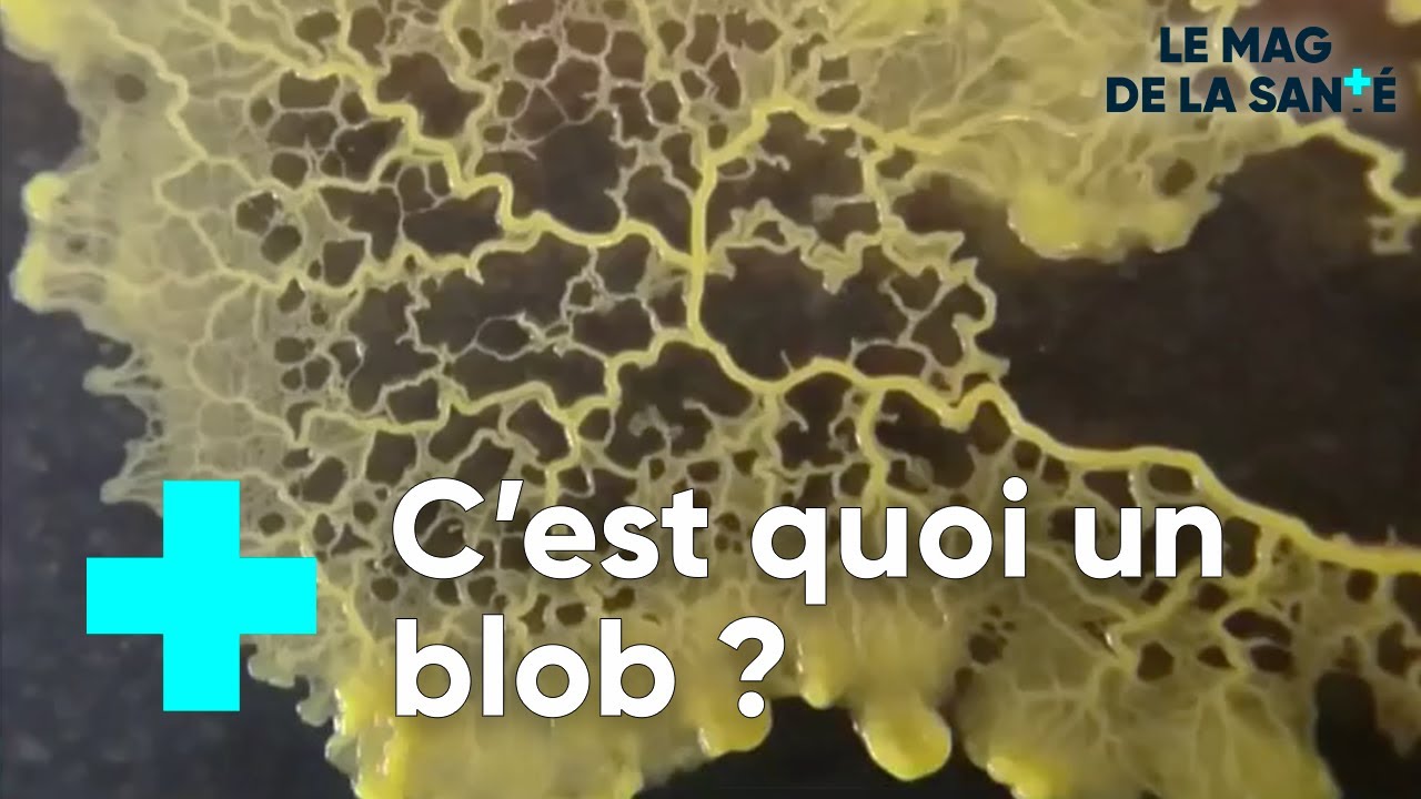 A la découverte du blob, une étrange créature