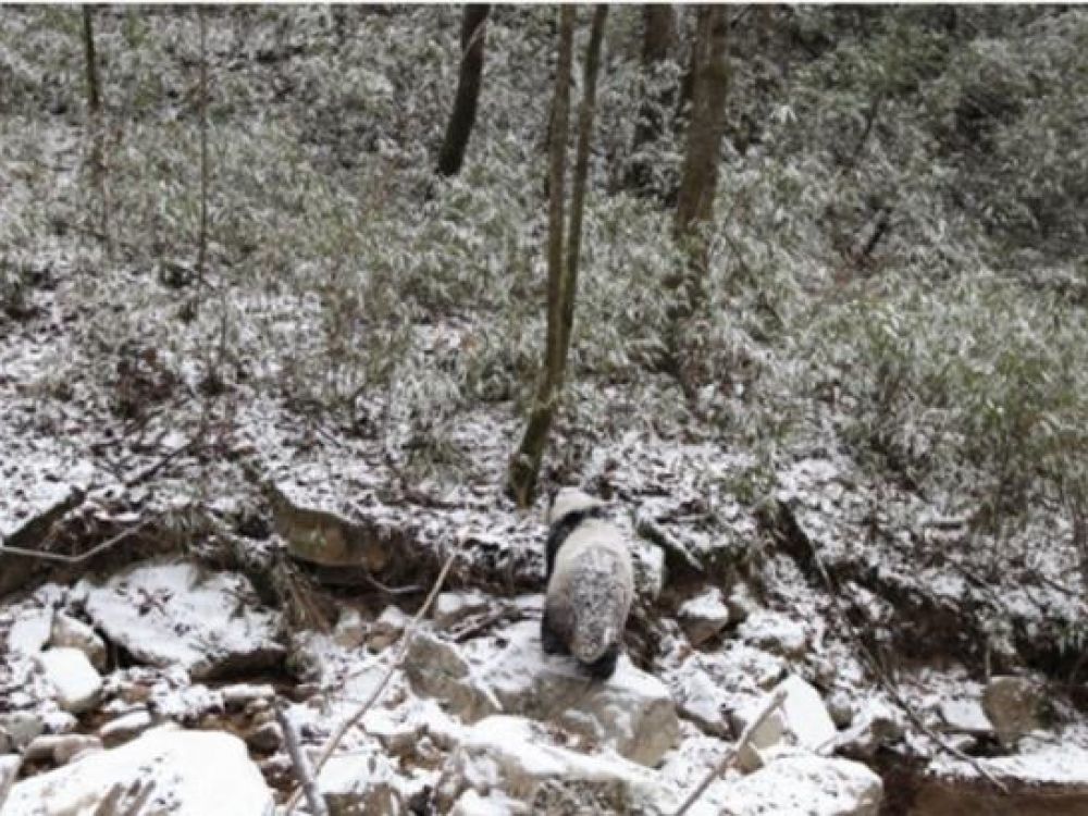 Un génie insoupçonné du camouflage : le panda géant