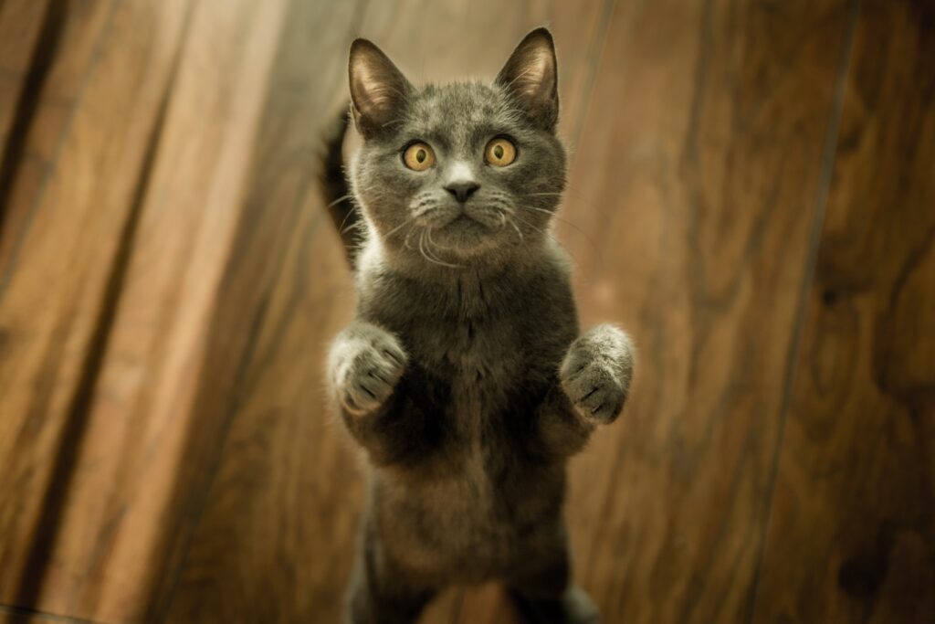 Le dégriffage des chats, c’est quoi